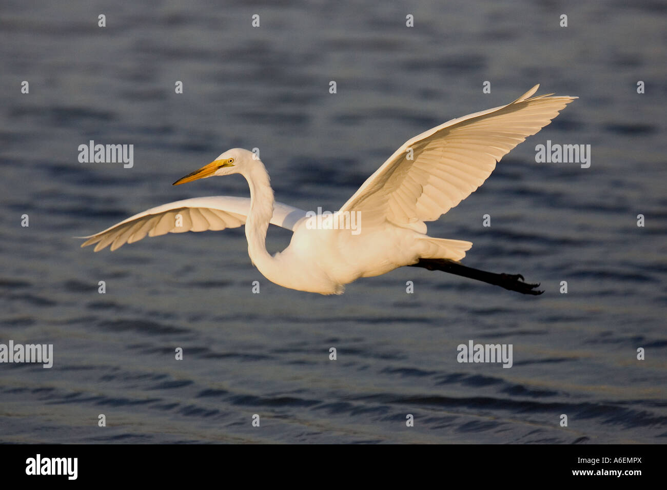 Aigrette en vol Banque de photographies et d’images à haute résolution ...