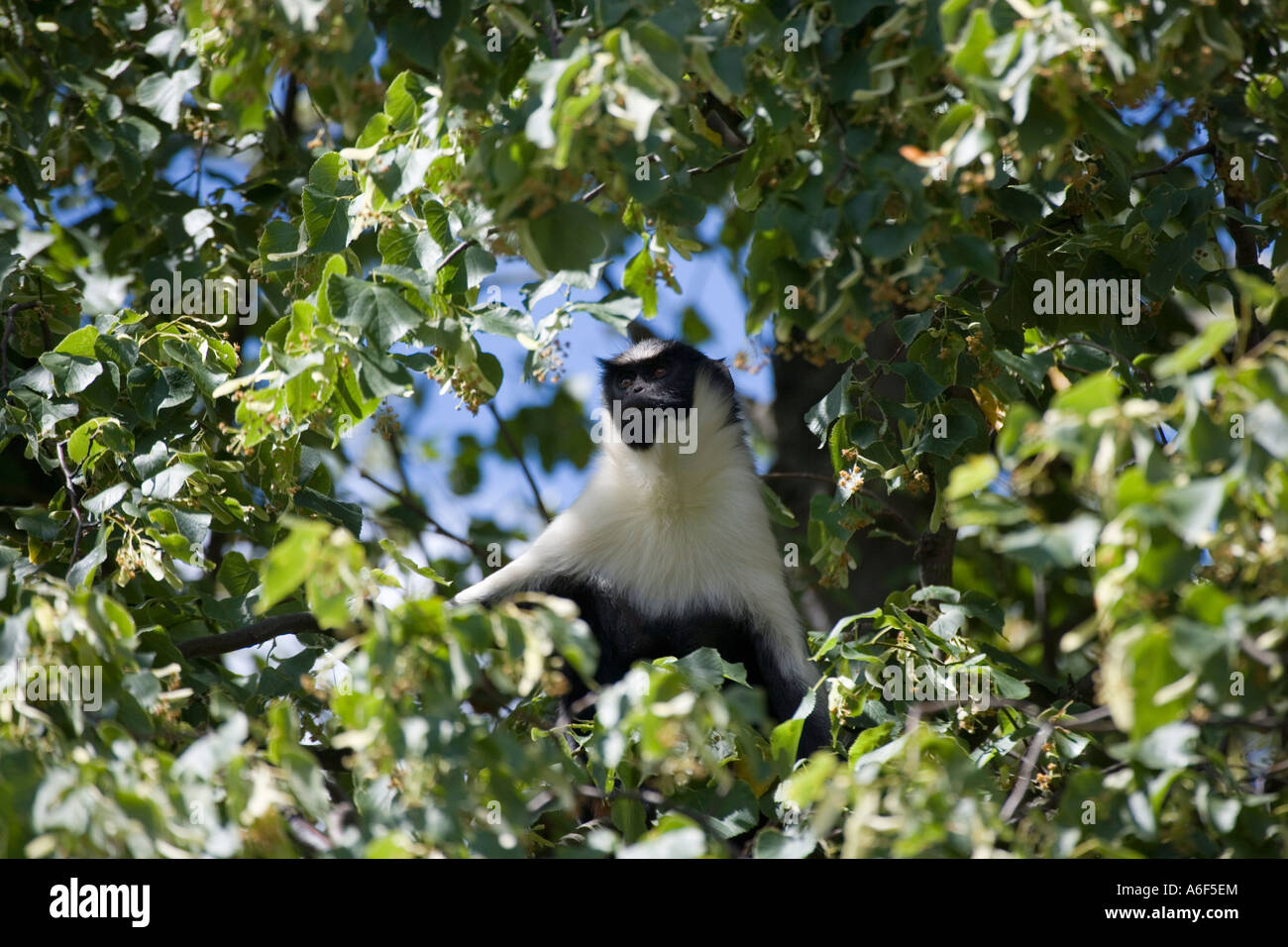 Diana monkey Banque de photographies et d’images à haute résolution - Alamy