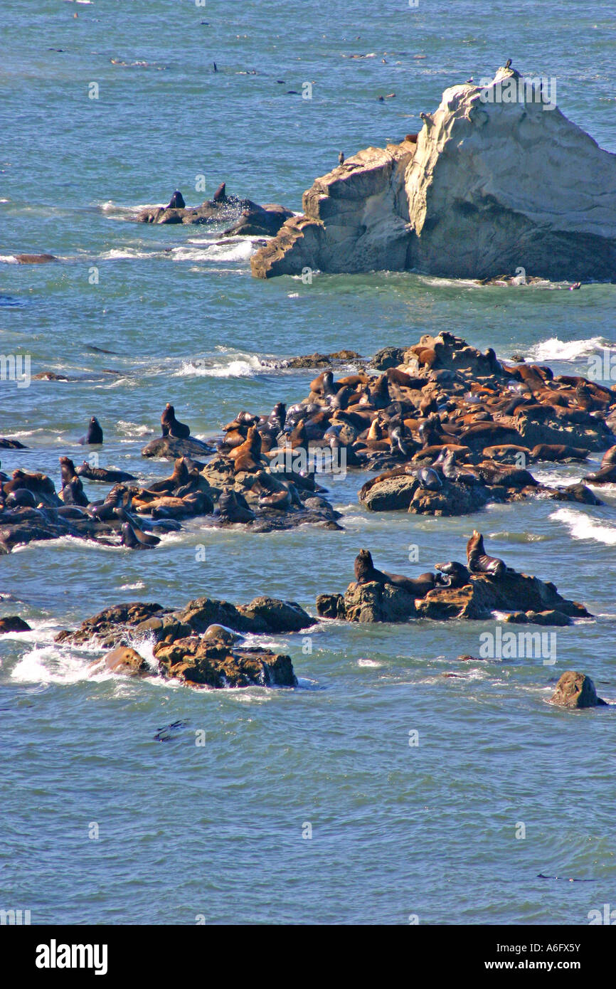 Les lions de mer sur les rochers à Simpson Reef au cap Arago près de ...