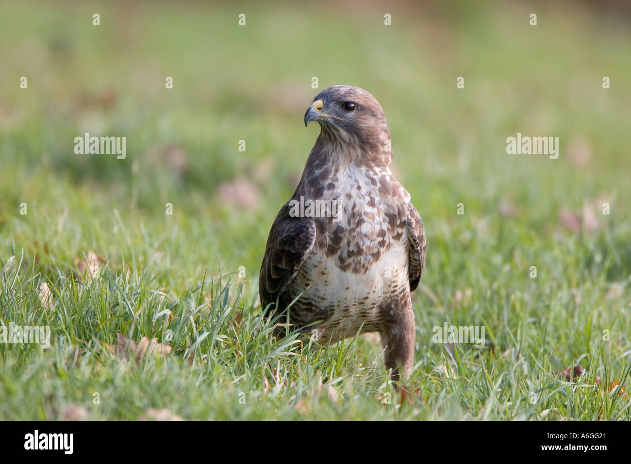 Terrain commun Banque de photographies et d’images à haute résolution ...
