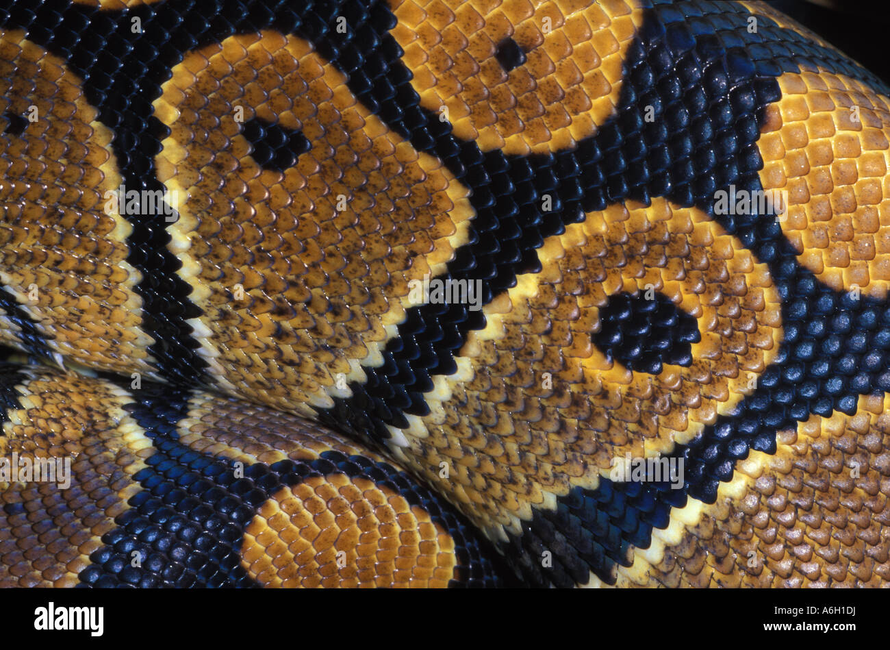 Royal regius pythonidae Banque de photographies et d’images à haute ...