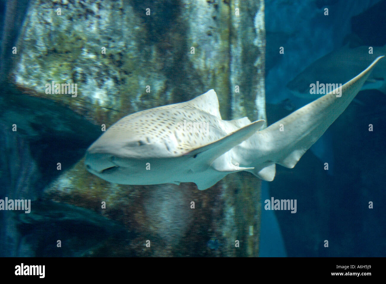 Zebra shark stegostoma fasciatum Banque de photographies et d’images à ...