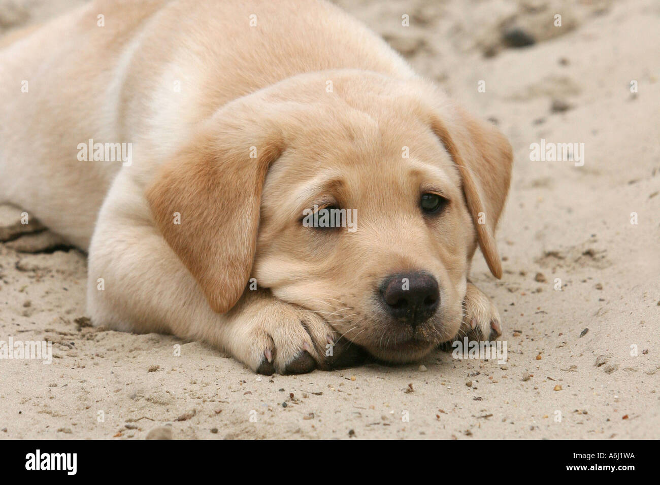 Yellow Labrador Retriever chiot gisant dans le sable Photo Stock - Alamy