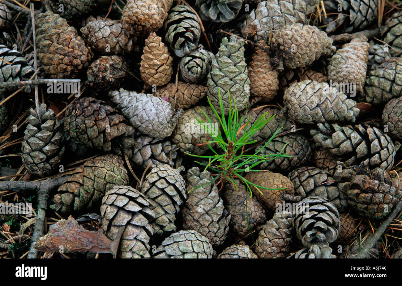 Pinus sylvestris new growth Banque de photographies et d’images à haute ...