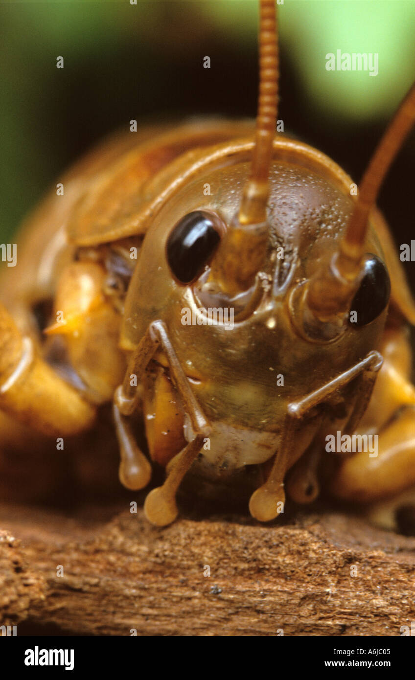 Weta géant de Nouvelle-Zélande plus grand le cricket et l'un des plus ...