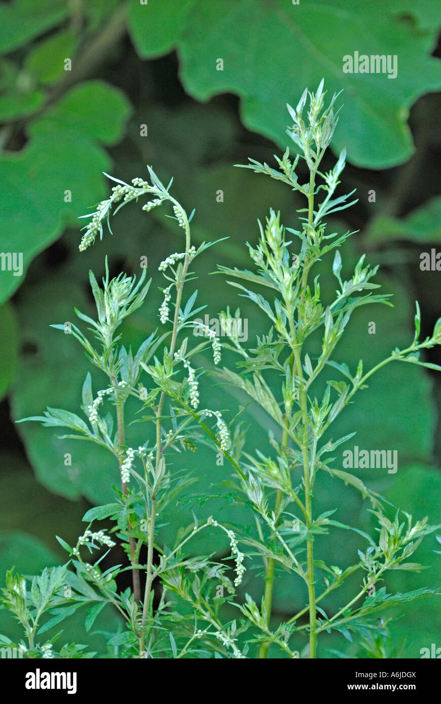Armoise (Artemisia vulgaris), tiges à fleurs Photo Stock - Alamy