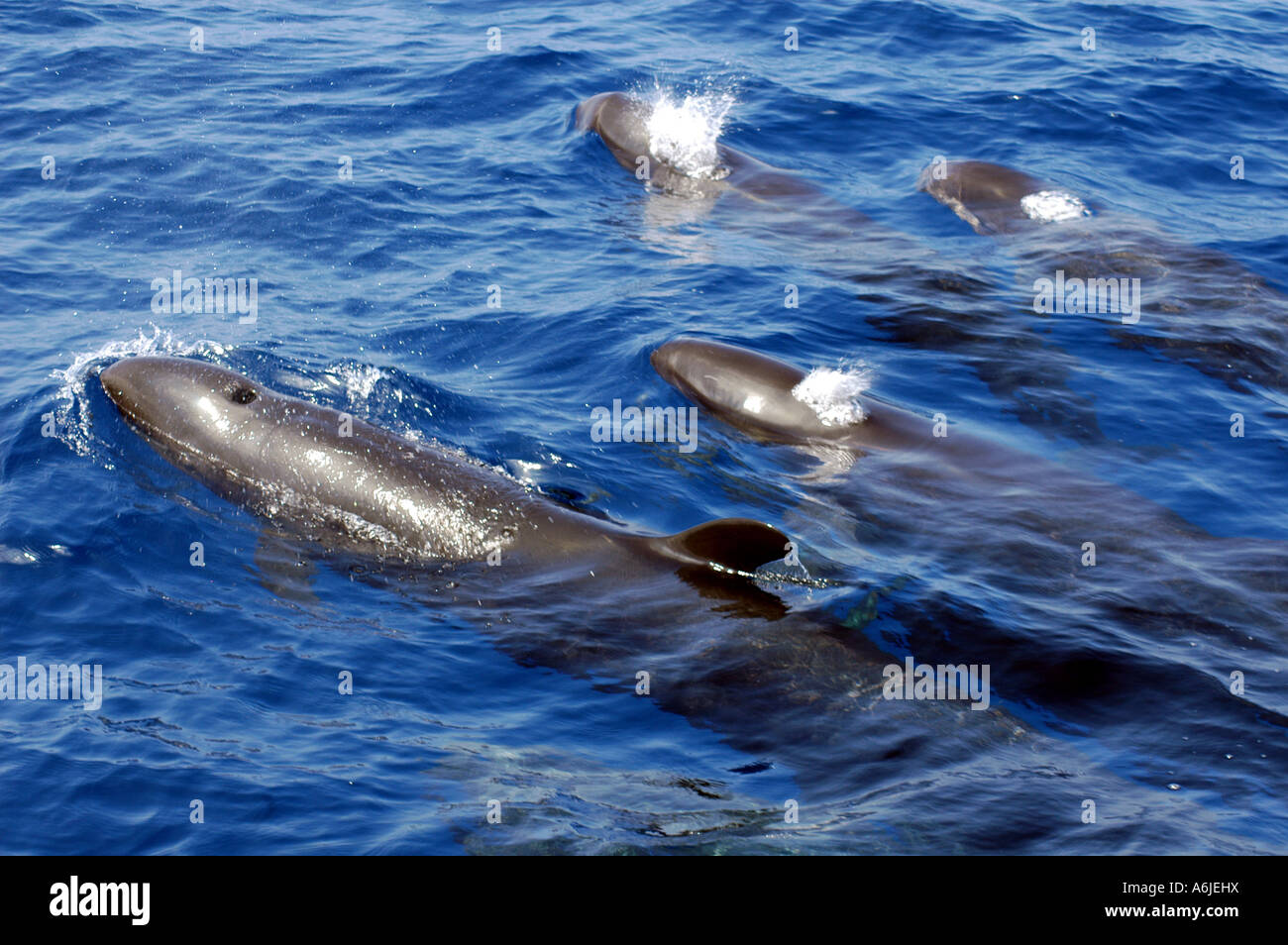 False killer whale pseudorca crassidens Banque de photographies et d ...