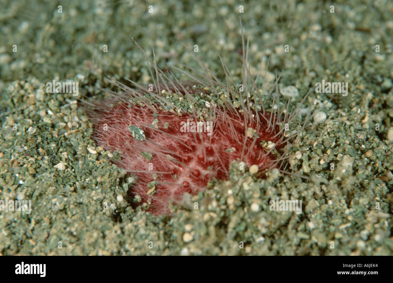 Heart urchin Banque de photographies et d’images à haute résolution - Alamy