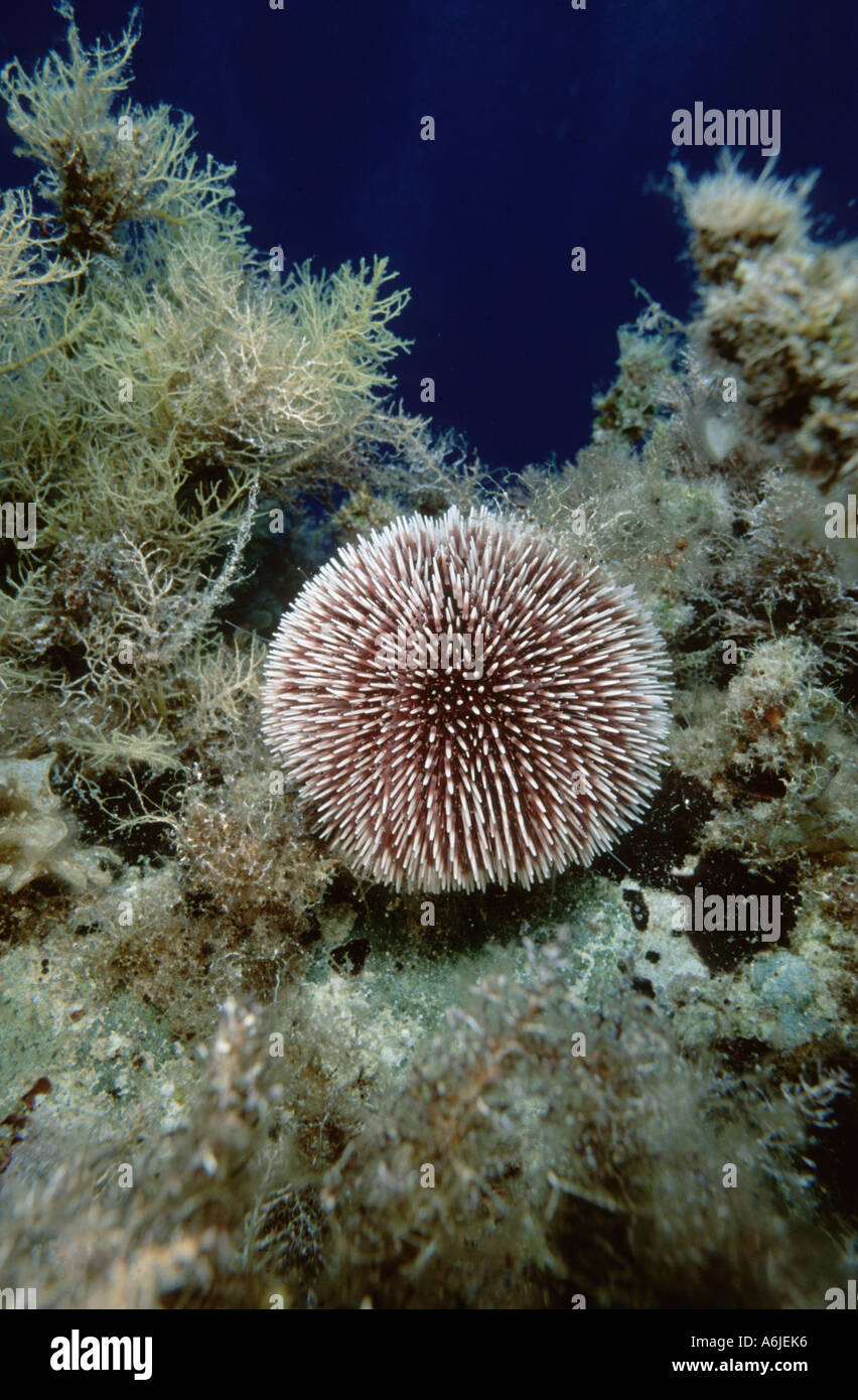 Heart urchin Banque de photographies et d’images à haute résolution - Alamy