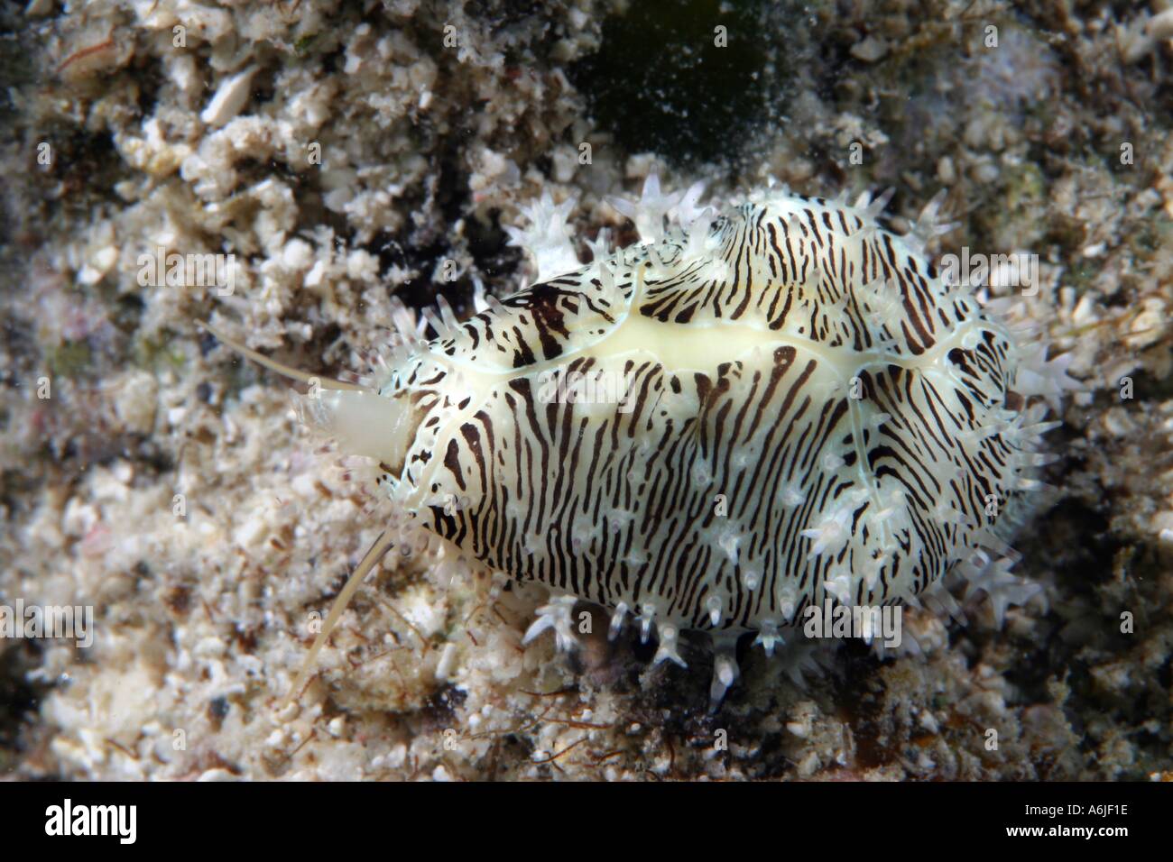 Cypraea moneta Banque de photographies et d’images à haute résolution ...