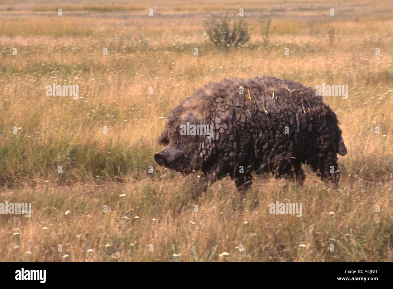 Races de porc Banque de photographies et d’images à haute résolution - Alamy
