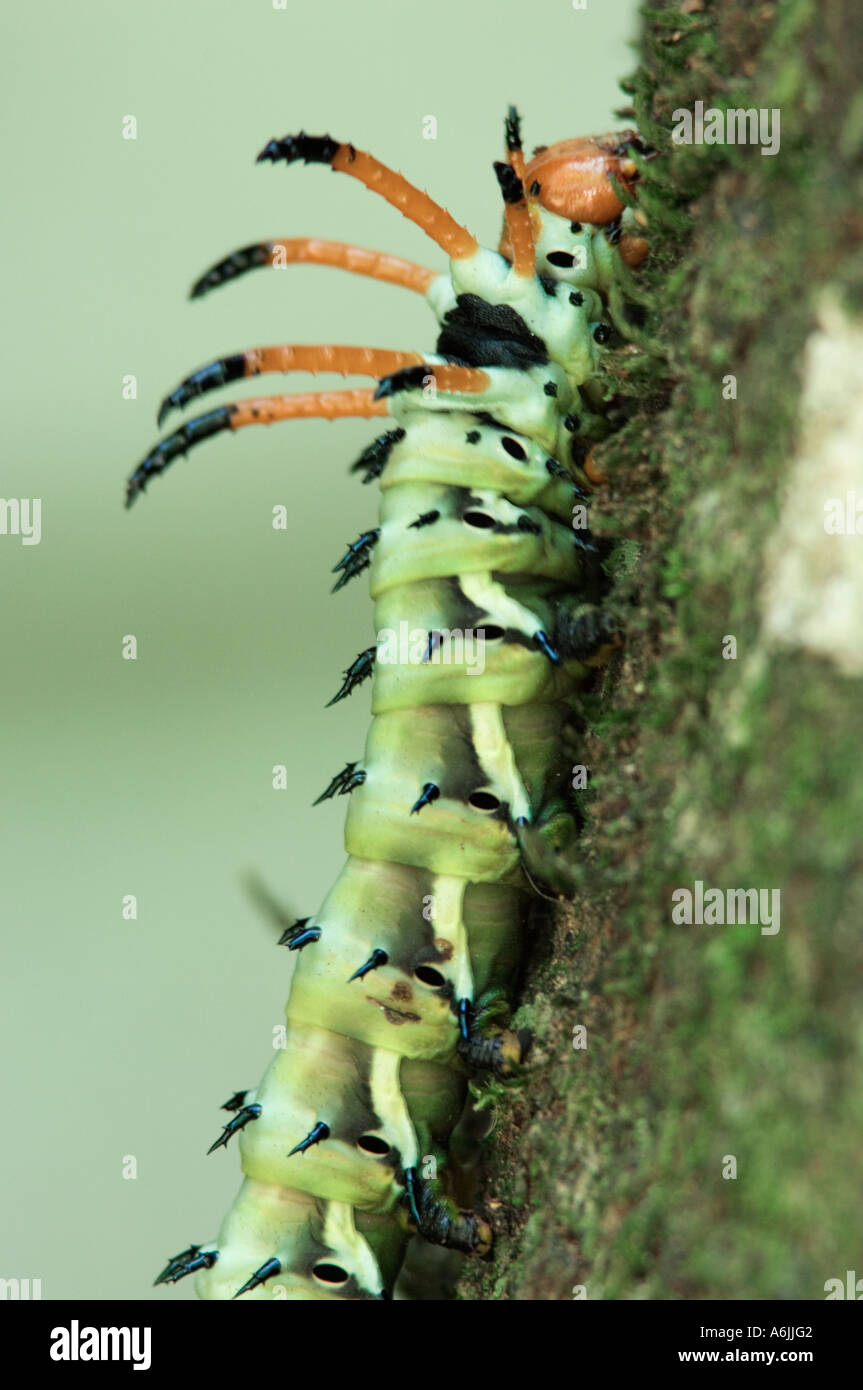 Les larves de la teigne du diable cornu hickory Banque de photographies ...