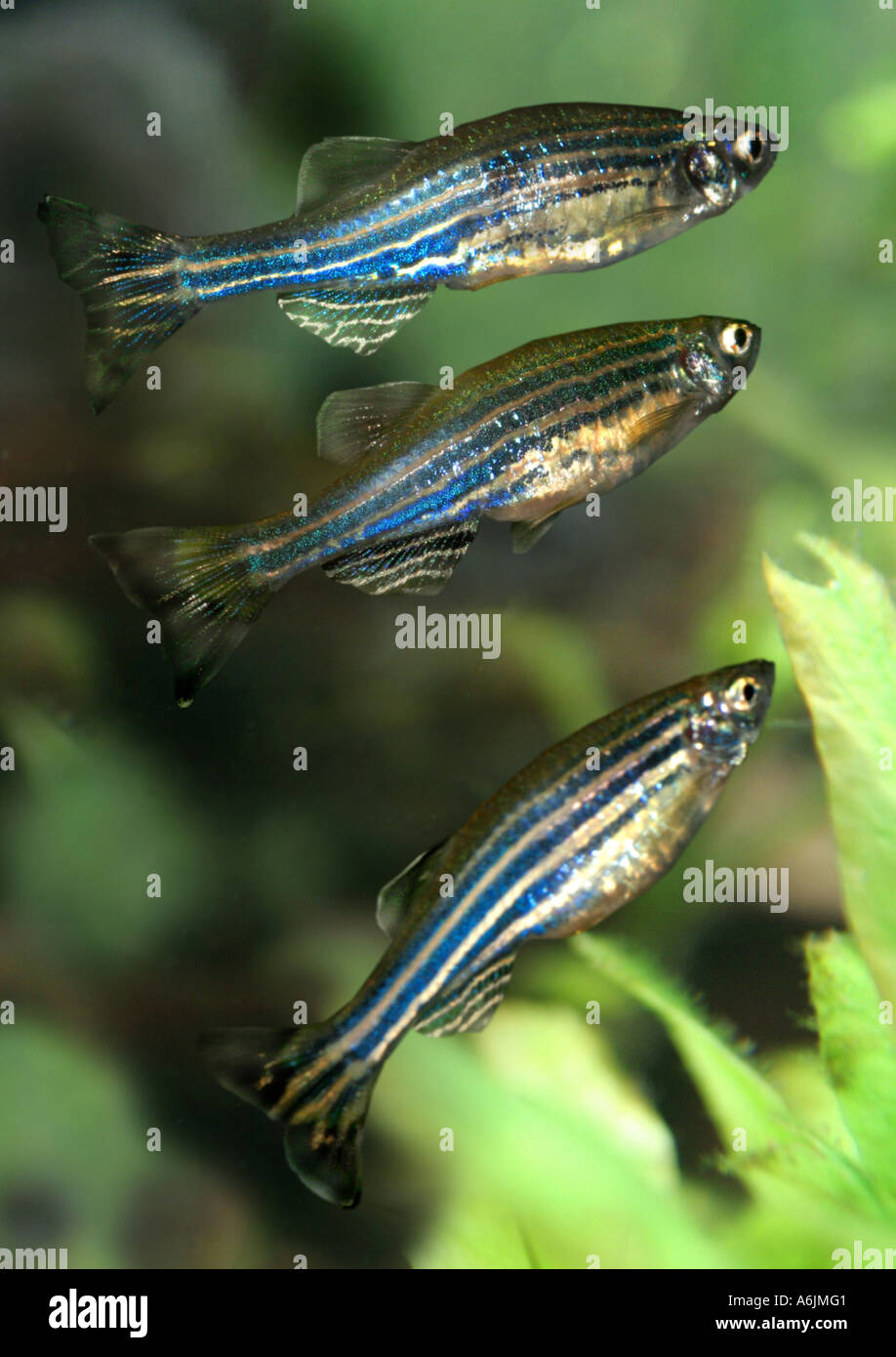 Danio rerio Banque de photographies et d’images à haute résolution - Alamy