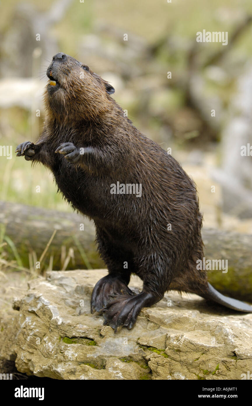 Le castor Banque de photographies et d’images à haute résolution - Alamy