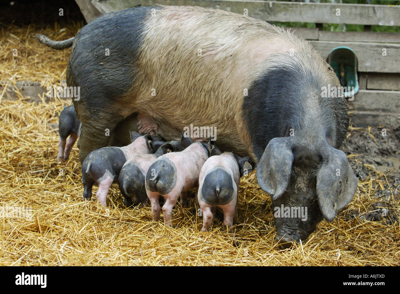 Races de porc Banque de photographies et d’images à haute résolution - Alamy