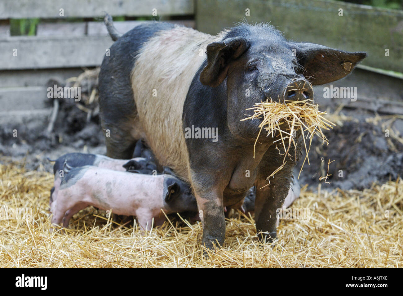 Races de porc Banque de photographies et d’images à haute résolution ...