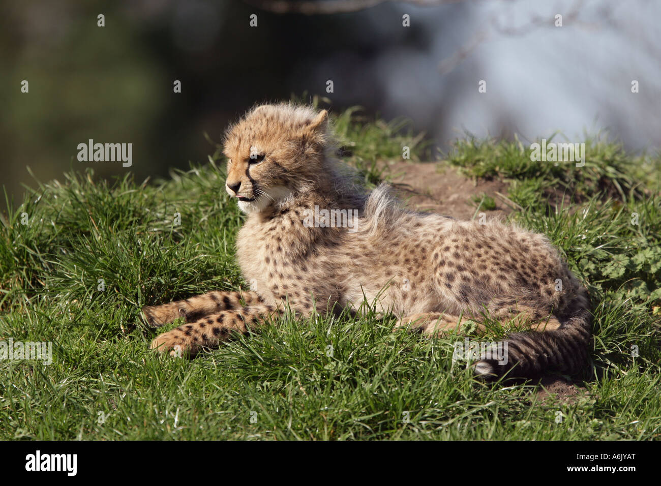 Cheetah acinonyx jubatus gepard baby Banque de photographies et d ...