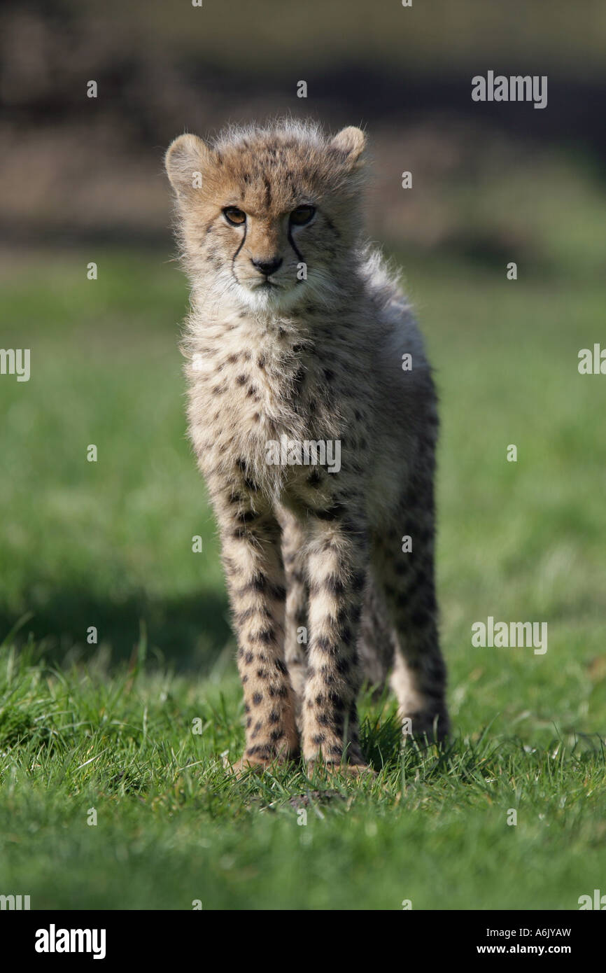 Cheetah acinonyx jubatus gepard baby Banque de photographies et d ...