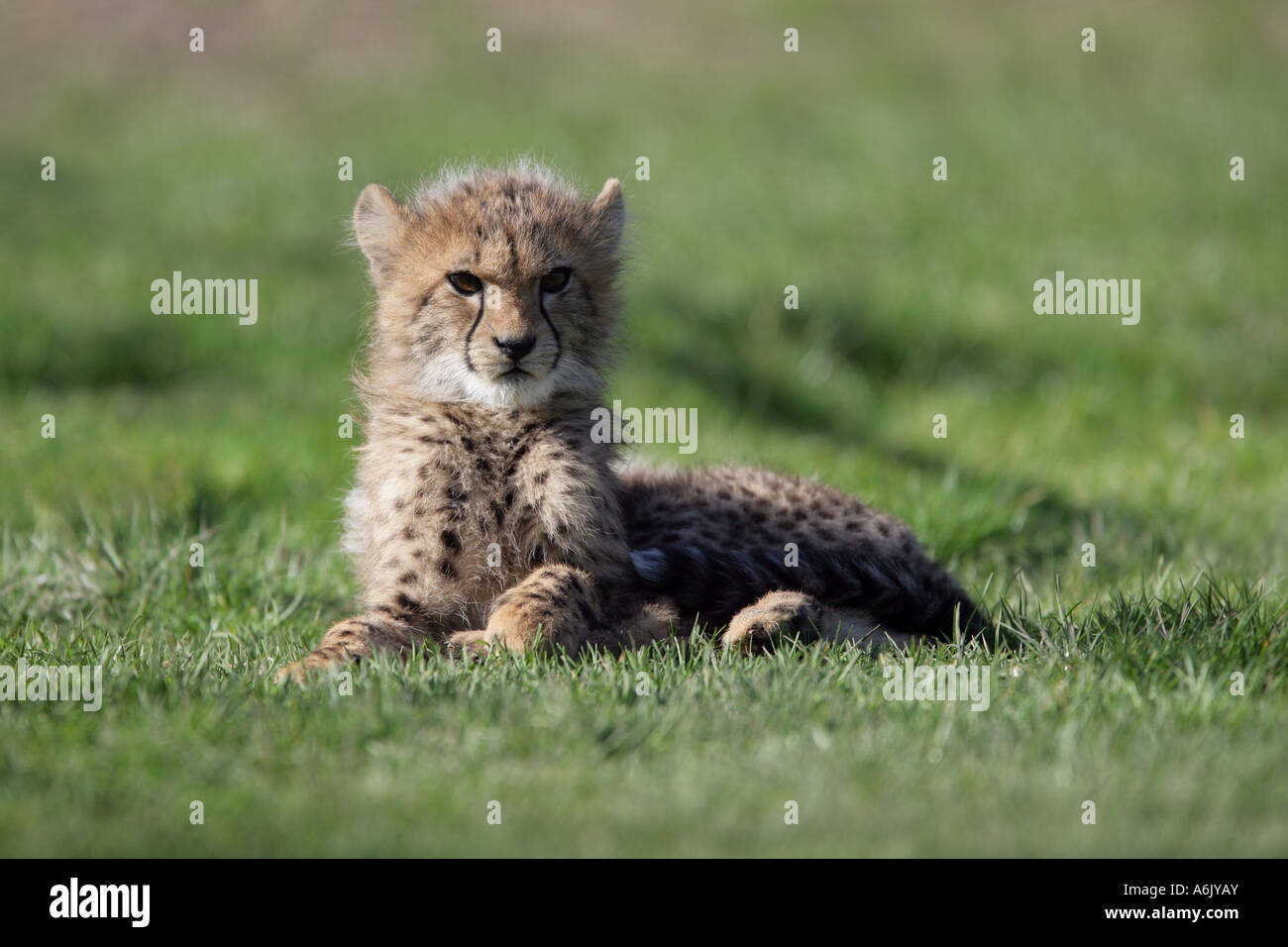 Cheetah acinonyx jubatus gepard baby Banque de photographies et d ...