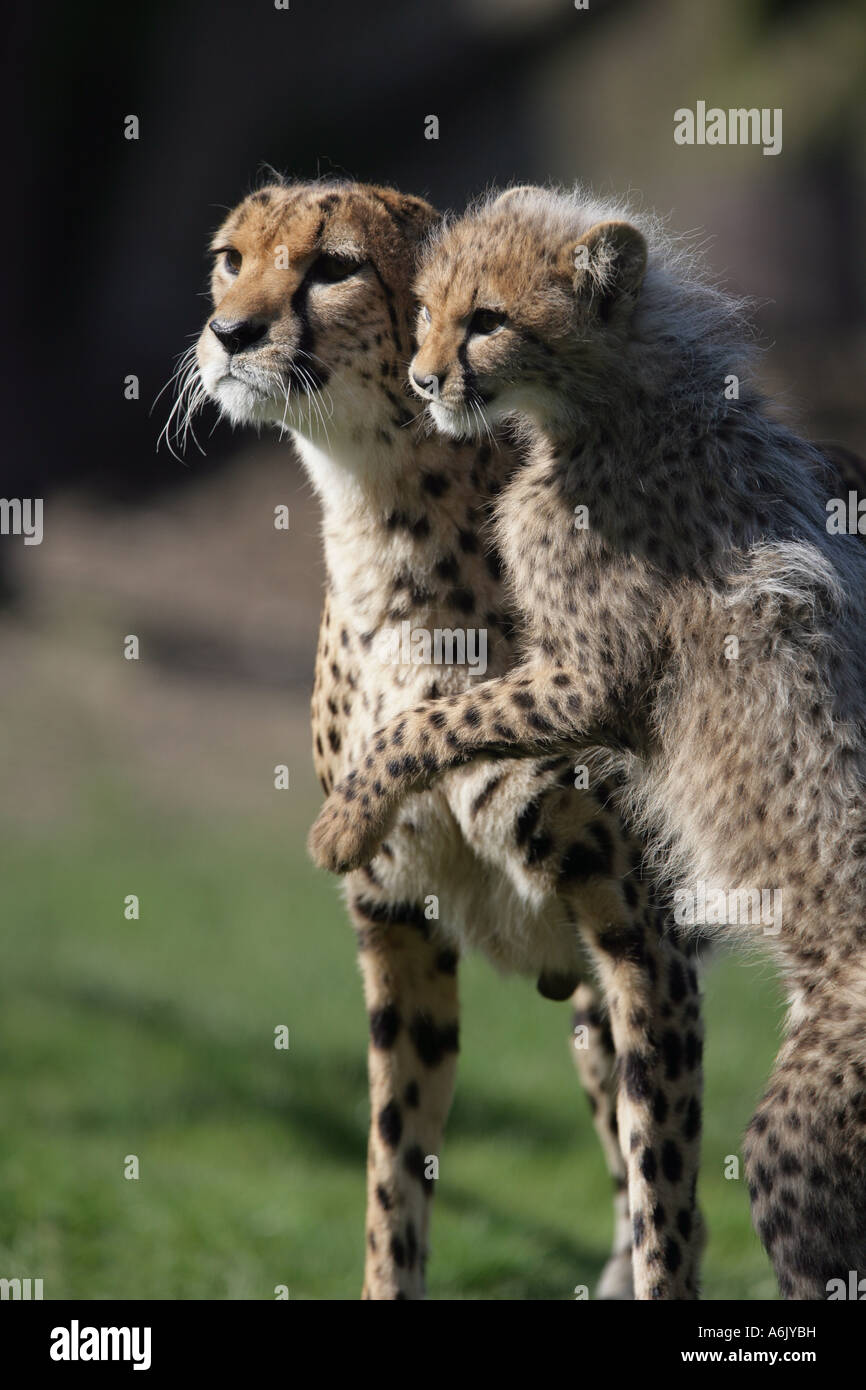 Cheetah acinonyx jubatus gepard baby Banque de photographies et d ...