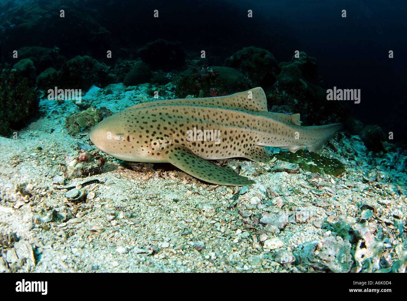 Zebra shark stegostoma fasciatum Banque de photographies et d’images à ...