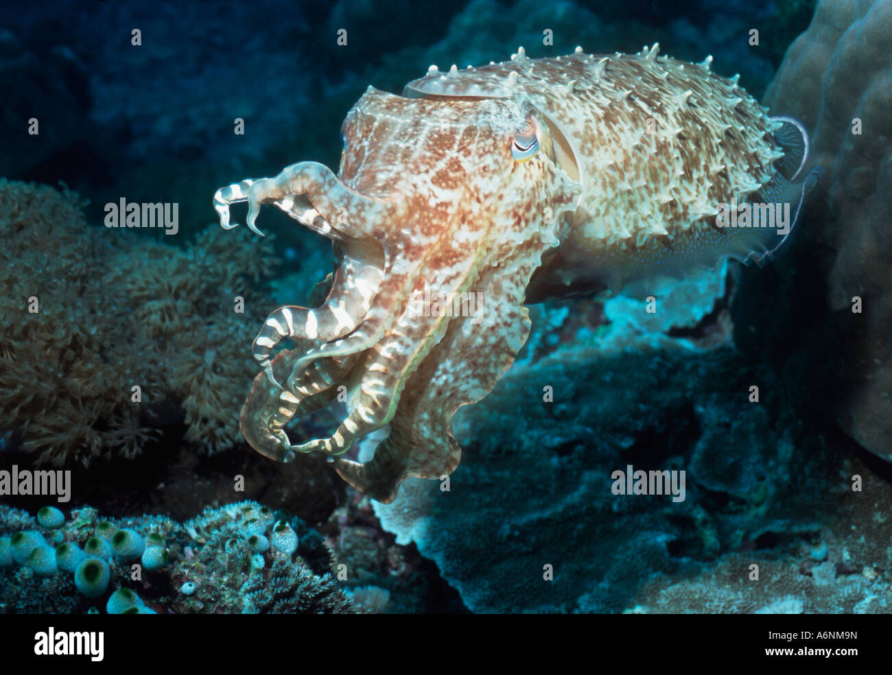 Céphalopodes de récif corallien camouflage océan pacifique Banque de ...