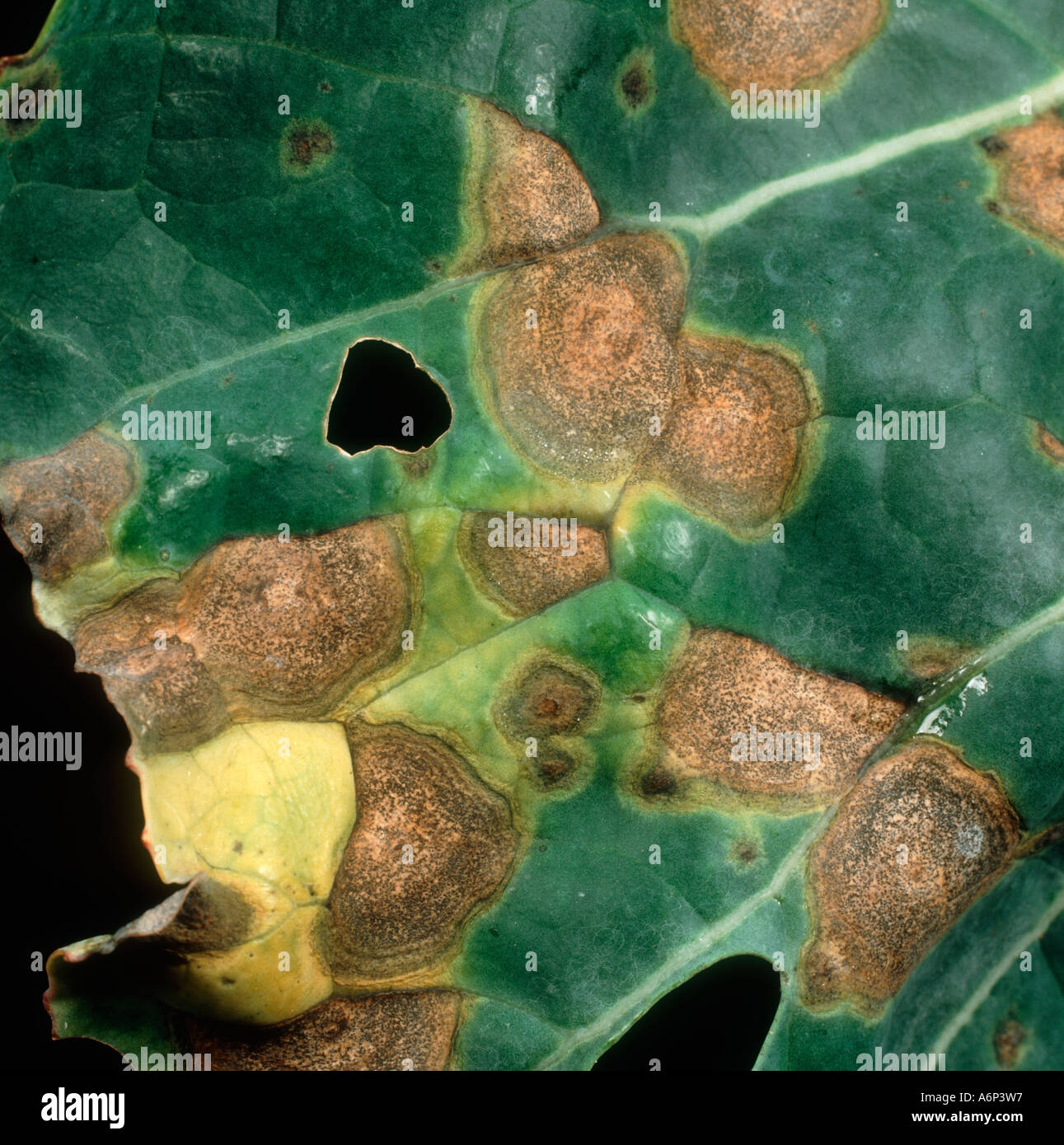 Mycosphaerella brassicicola Banque de photographies et d’images à haute ...