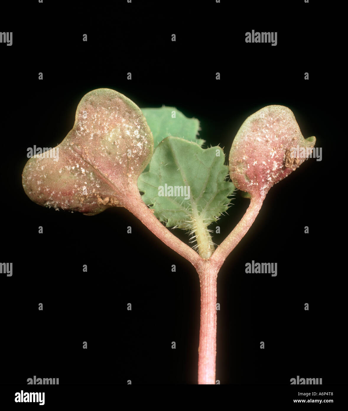 Peronospora Parasitica
