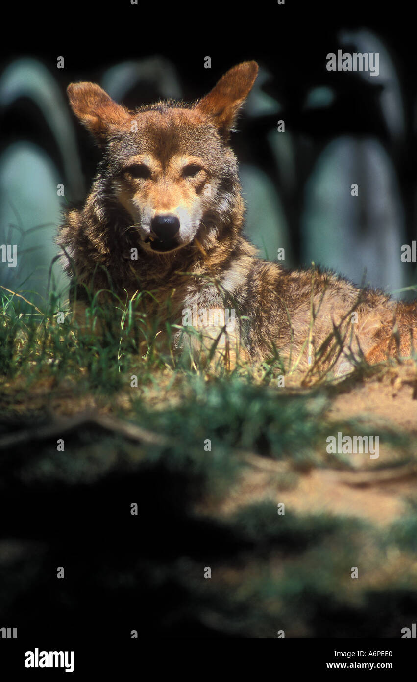 Canis rufus Banque de photographies et d’images à haute résolution - Alamy