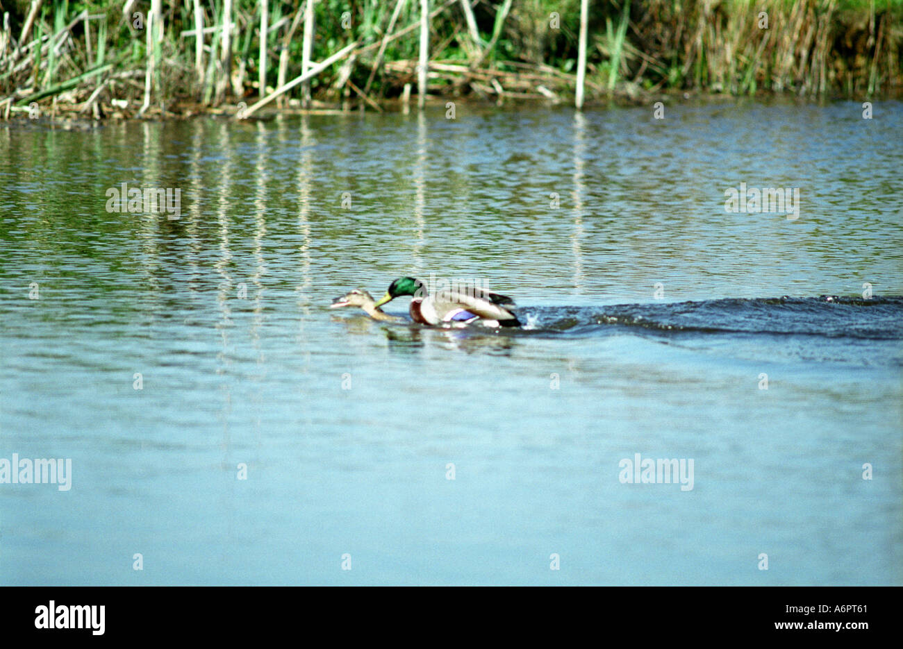 Accouplement de poule et de canard Banque d'image et photos - Alamy