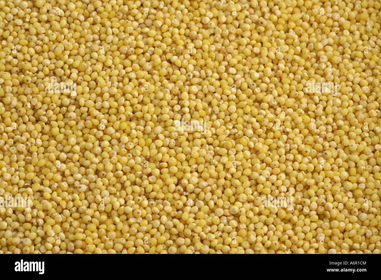 Graines de mil Banque de photographies et d’images à haute résolution ...