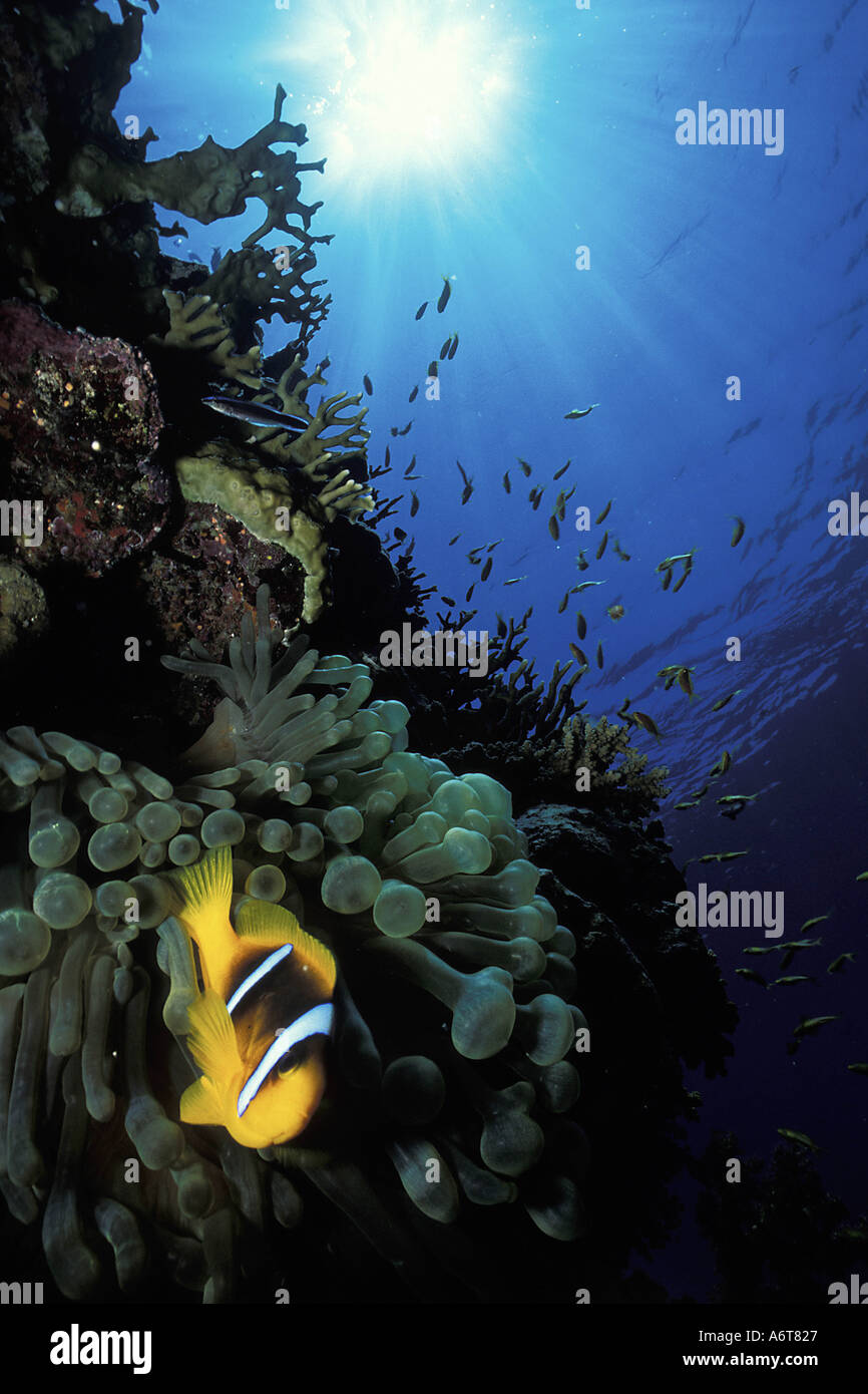 Poissons clowns avec la solarisation KS UW 0026 Mer Rouge Egypte Kelly ...