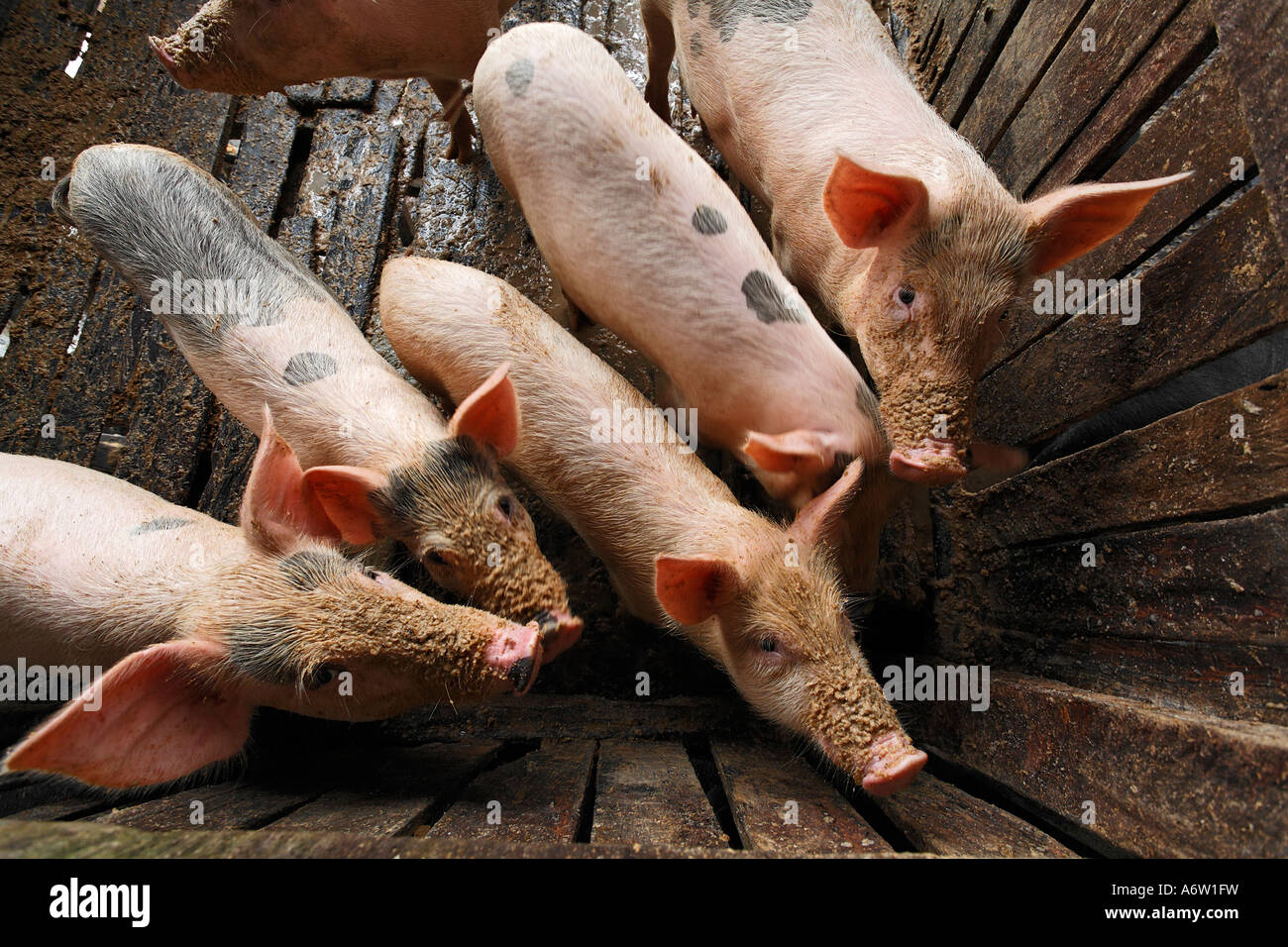 Elevage porcin Banque de photographies et d’images à haute résolution ...