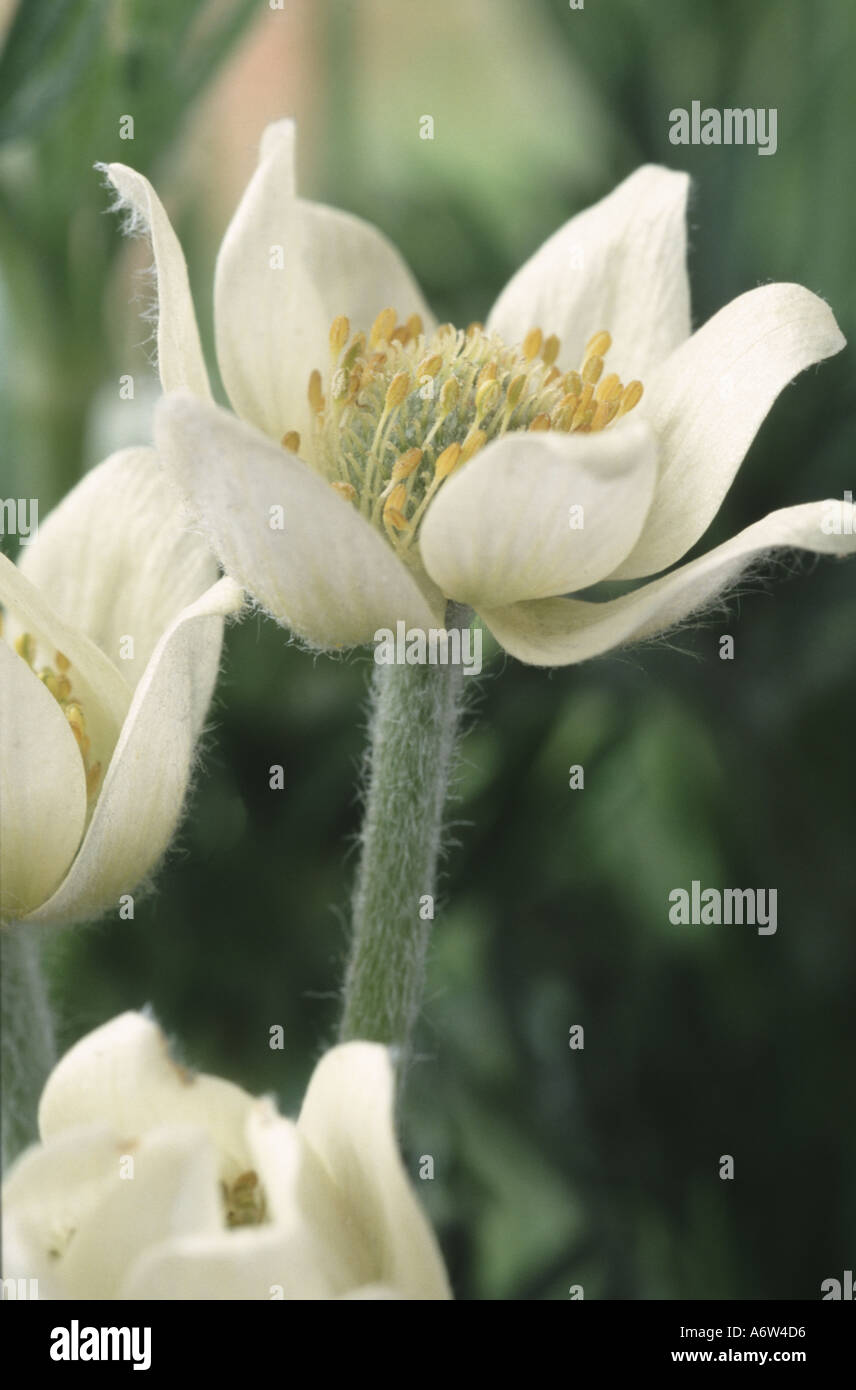 Anemone multifida Banque de photographies et d’images à haute ...
