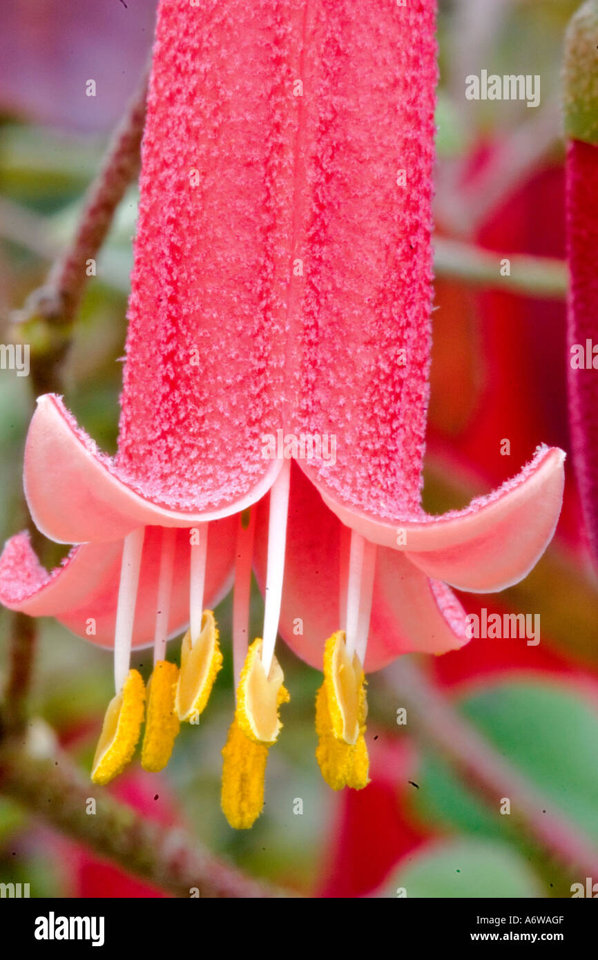 Fuchsia australien Banque de photographies et d’images à haute ...