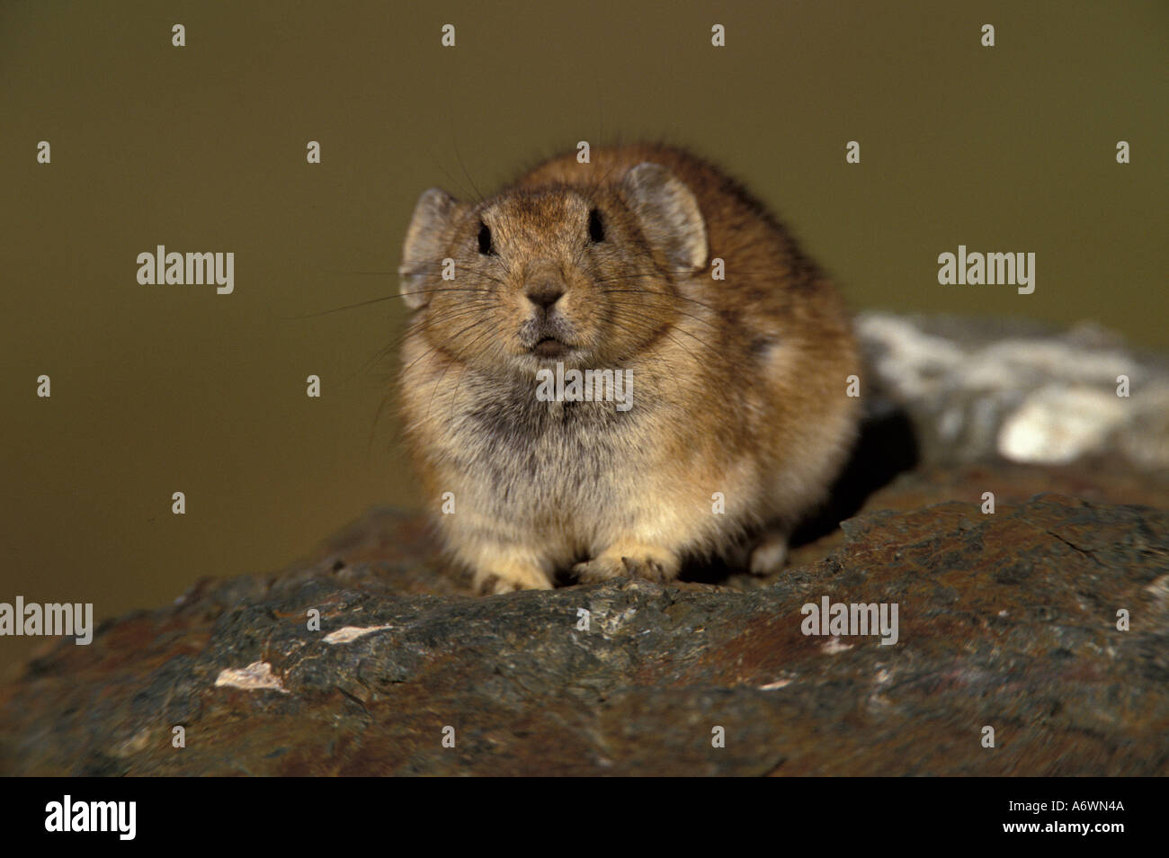 Daurica pika Banque de photographies et d’images à haute résolution - Alamy