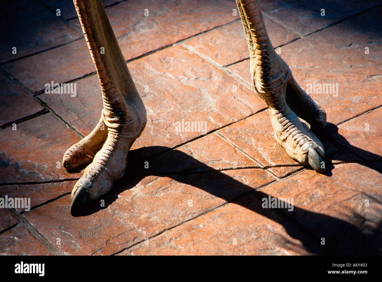 Pieds fourchus Banque de photographies et d’images à haute résolution ...