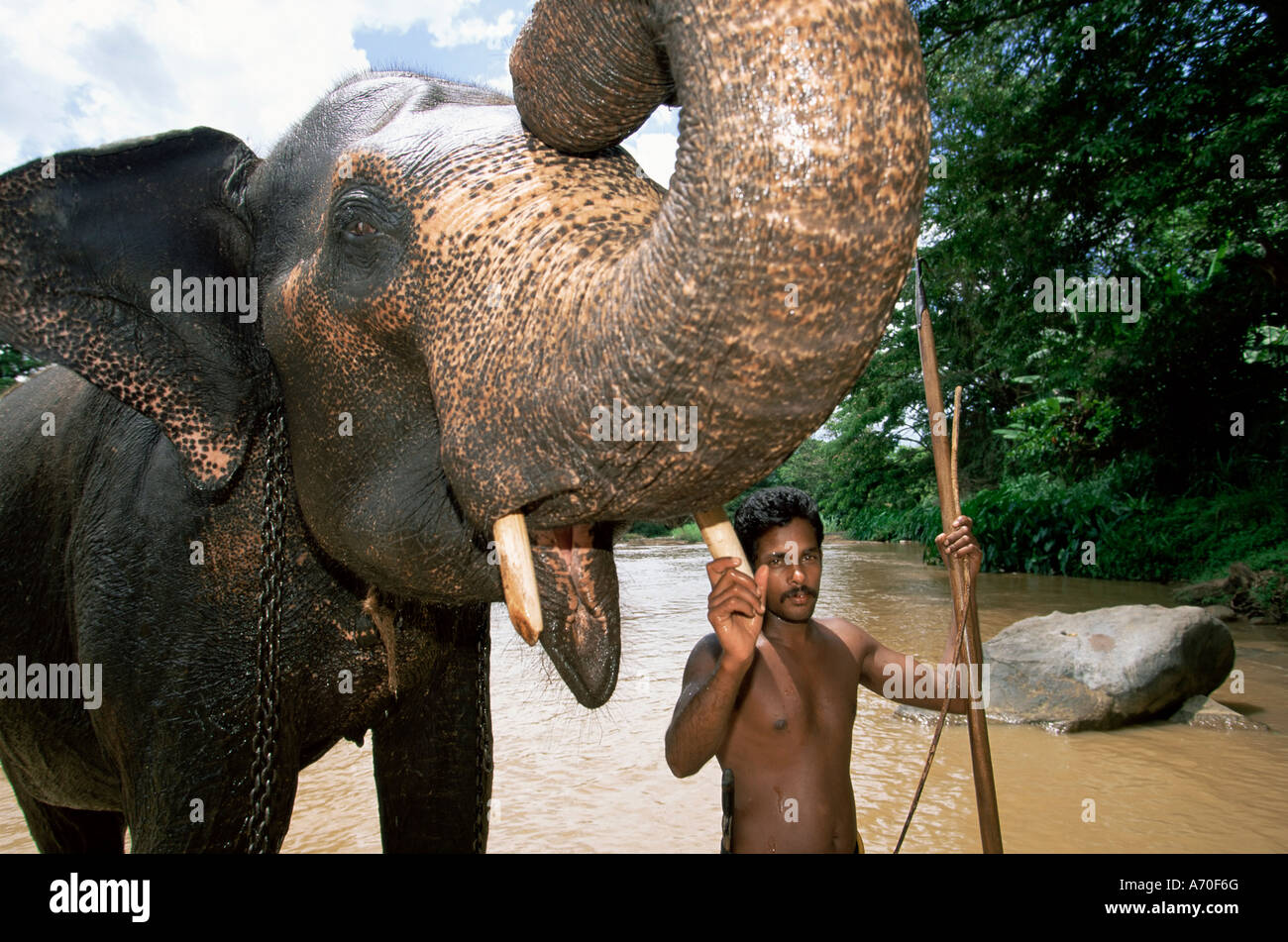 Working elephant in kandy Banque de photographies et d’images à haute ...