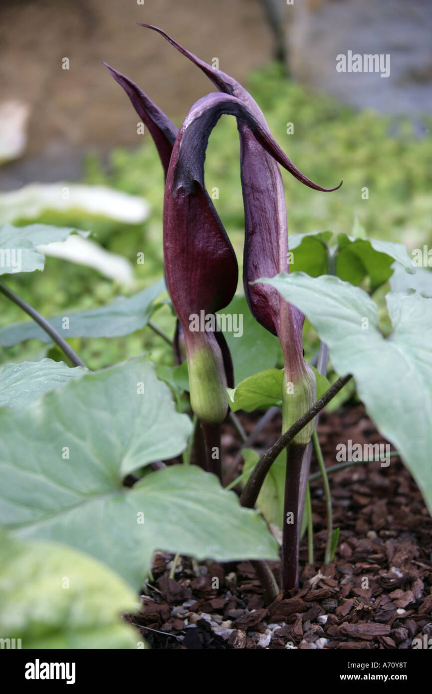 Purple arum Banque de photographies et d’images à haute résolution - Alamy