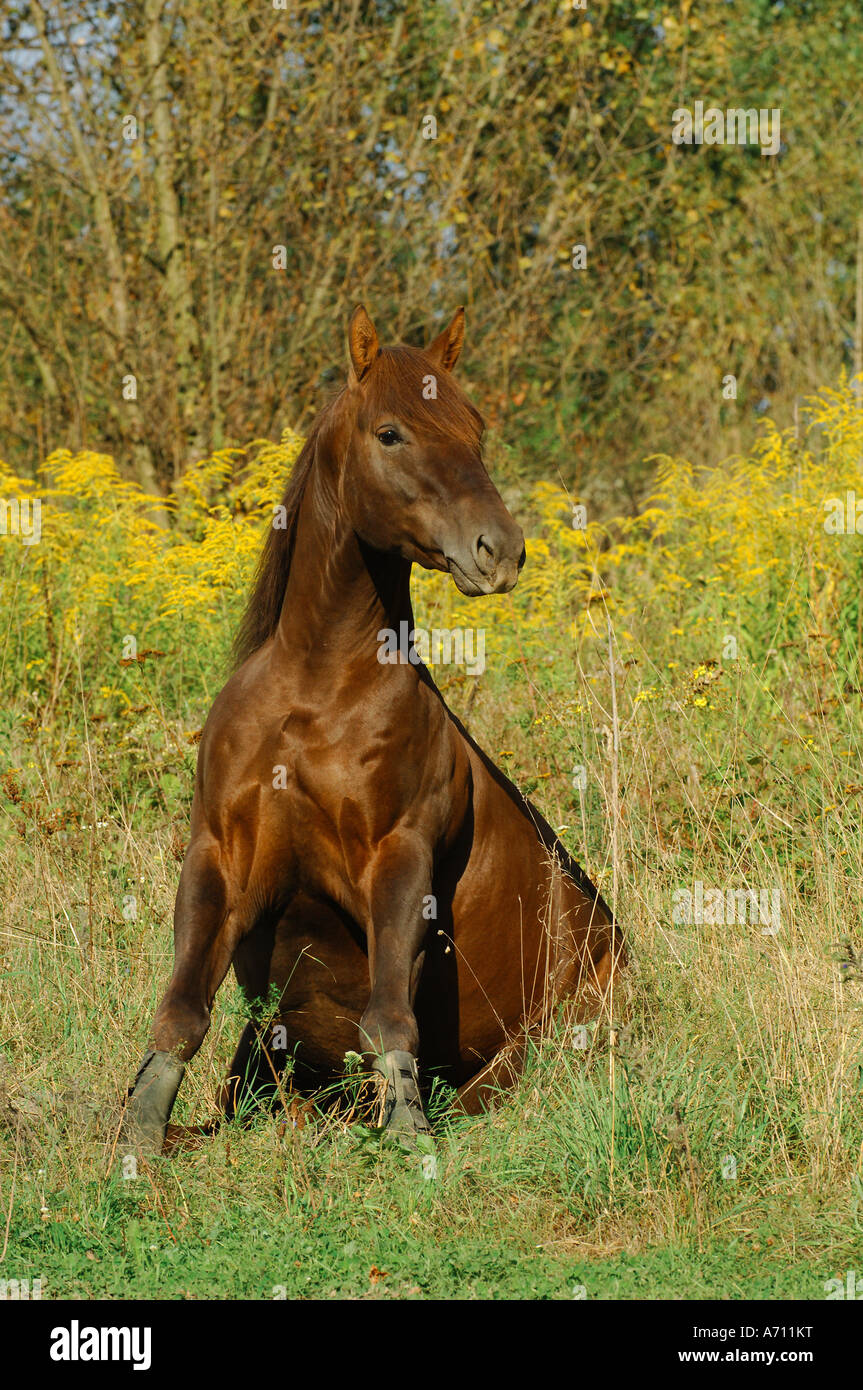 Cheval assis Banque de photographies et d’images à haute résolution - Alamy