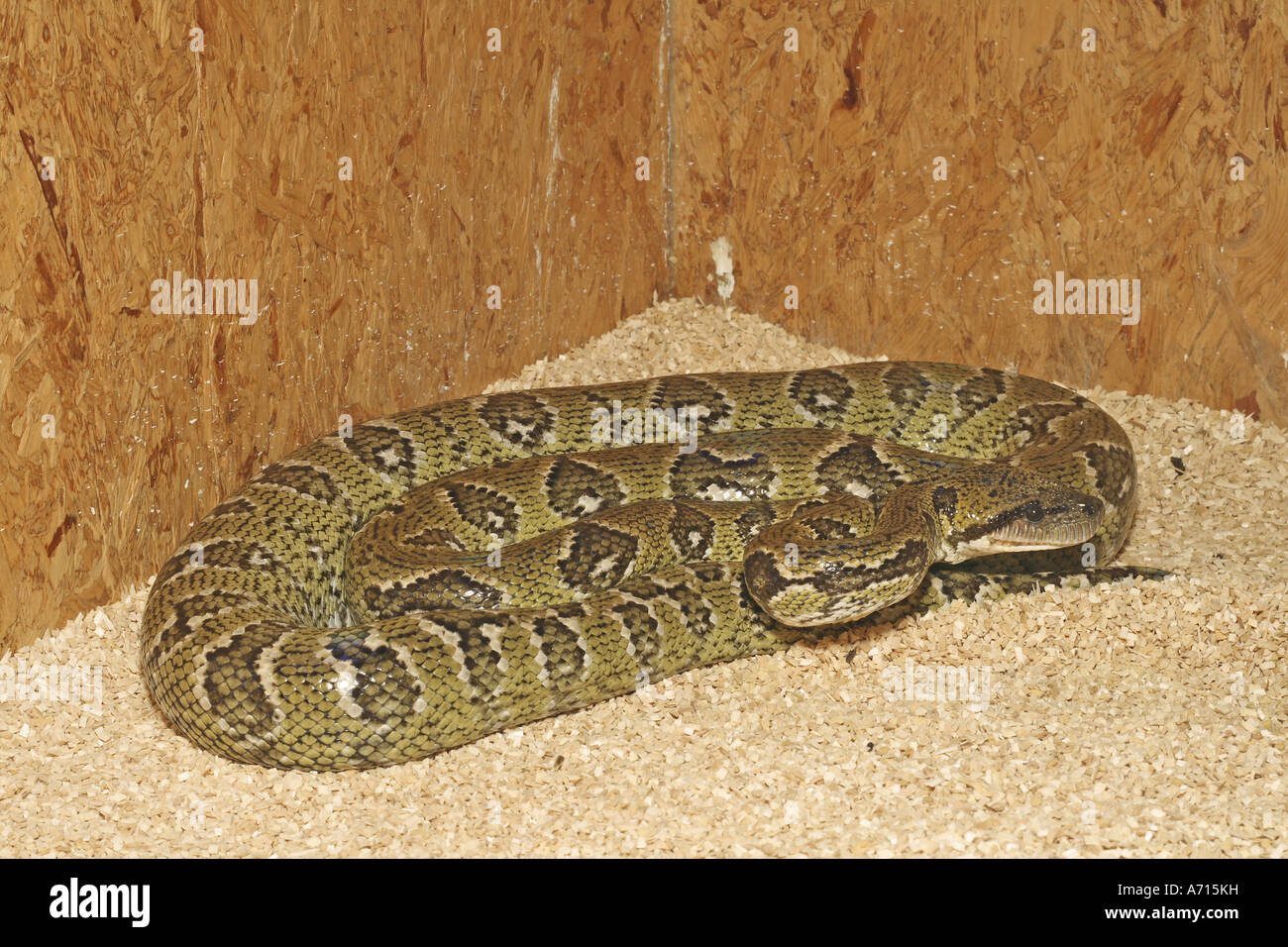 Madagascar boa constrictor Banque de photographies et d’images à haute ...