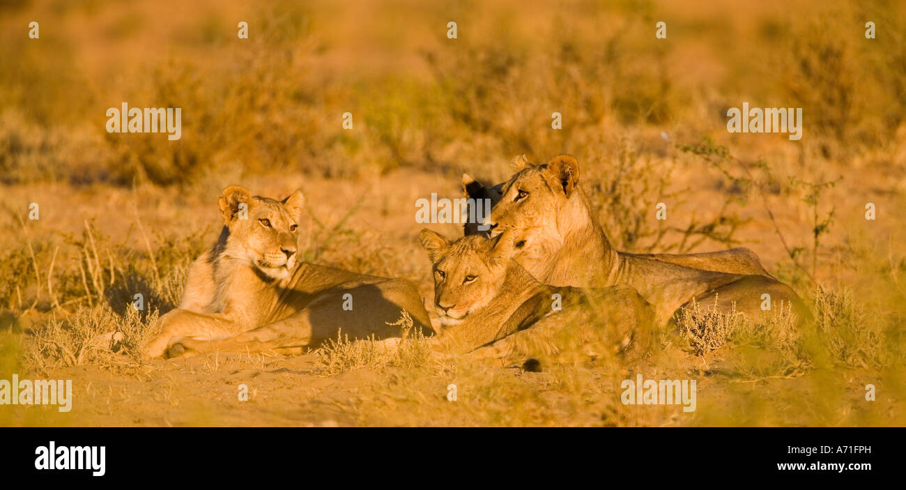 Lion group Banque de photographies et d’images à haute résolution - Alamy