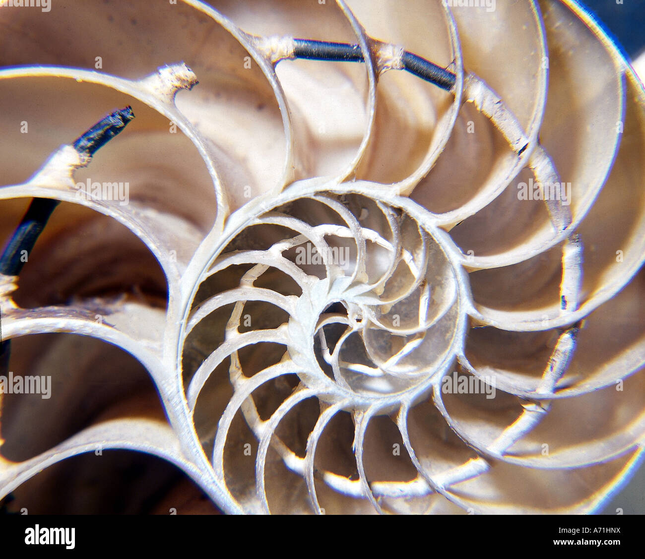 Nautilus shell section cross section Banque de photographies et d ...