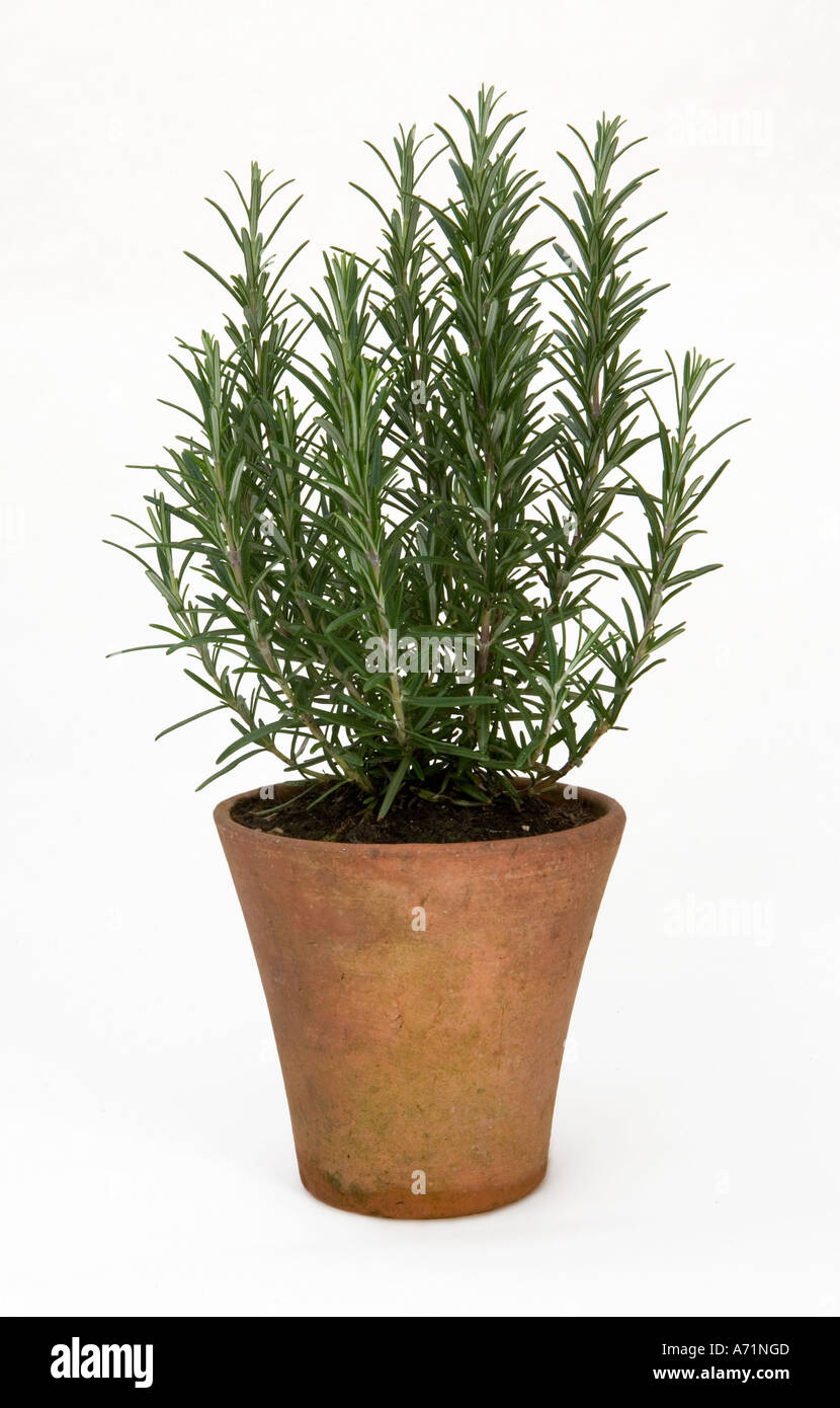 L'herbe, le romarin dans un pot en terre cuite sur un fond blanc Photo ...