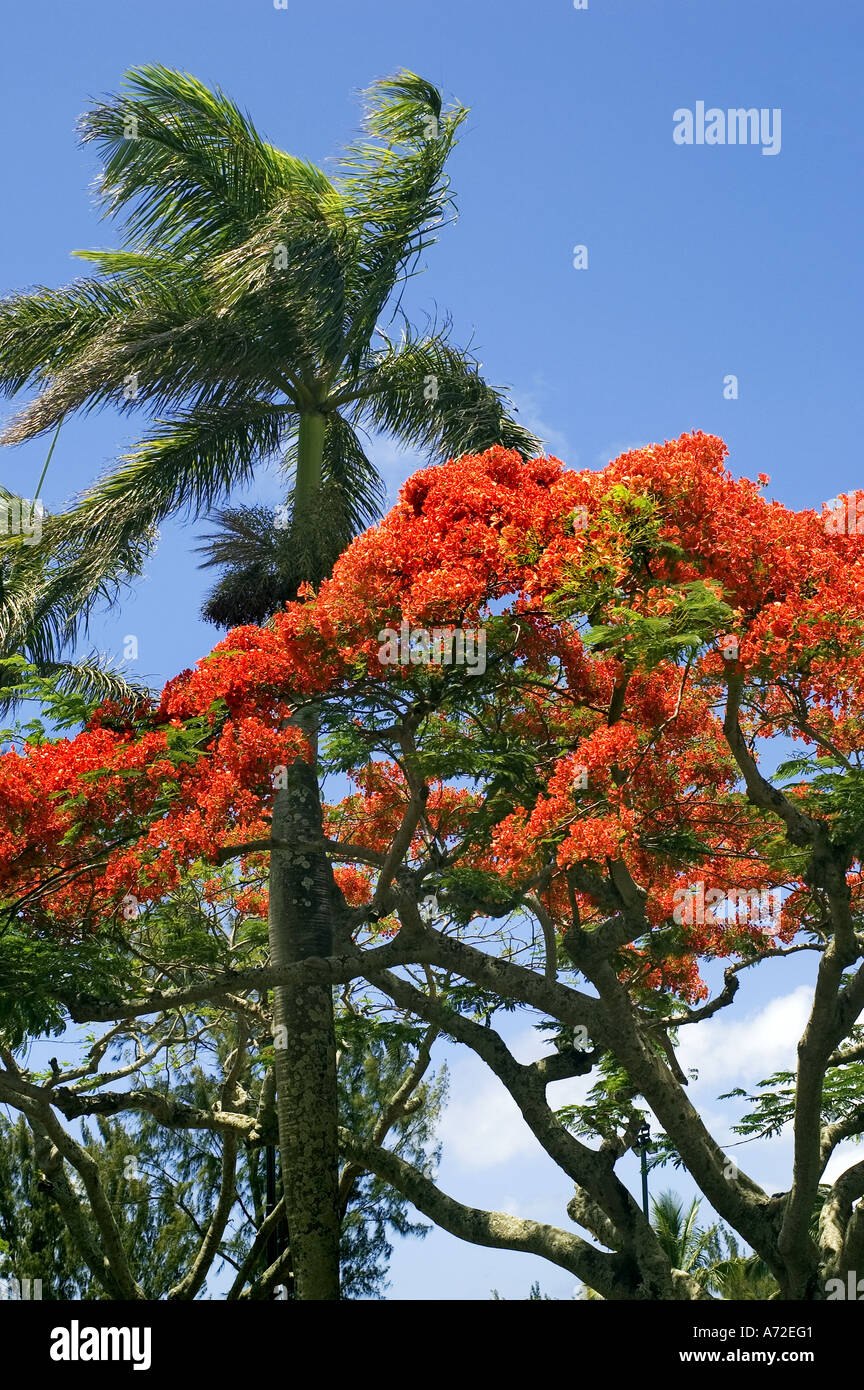 Mauritius flamboyant tree flame tree Banque de photographies et d ...