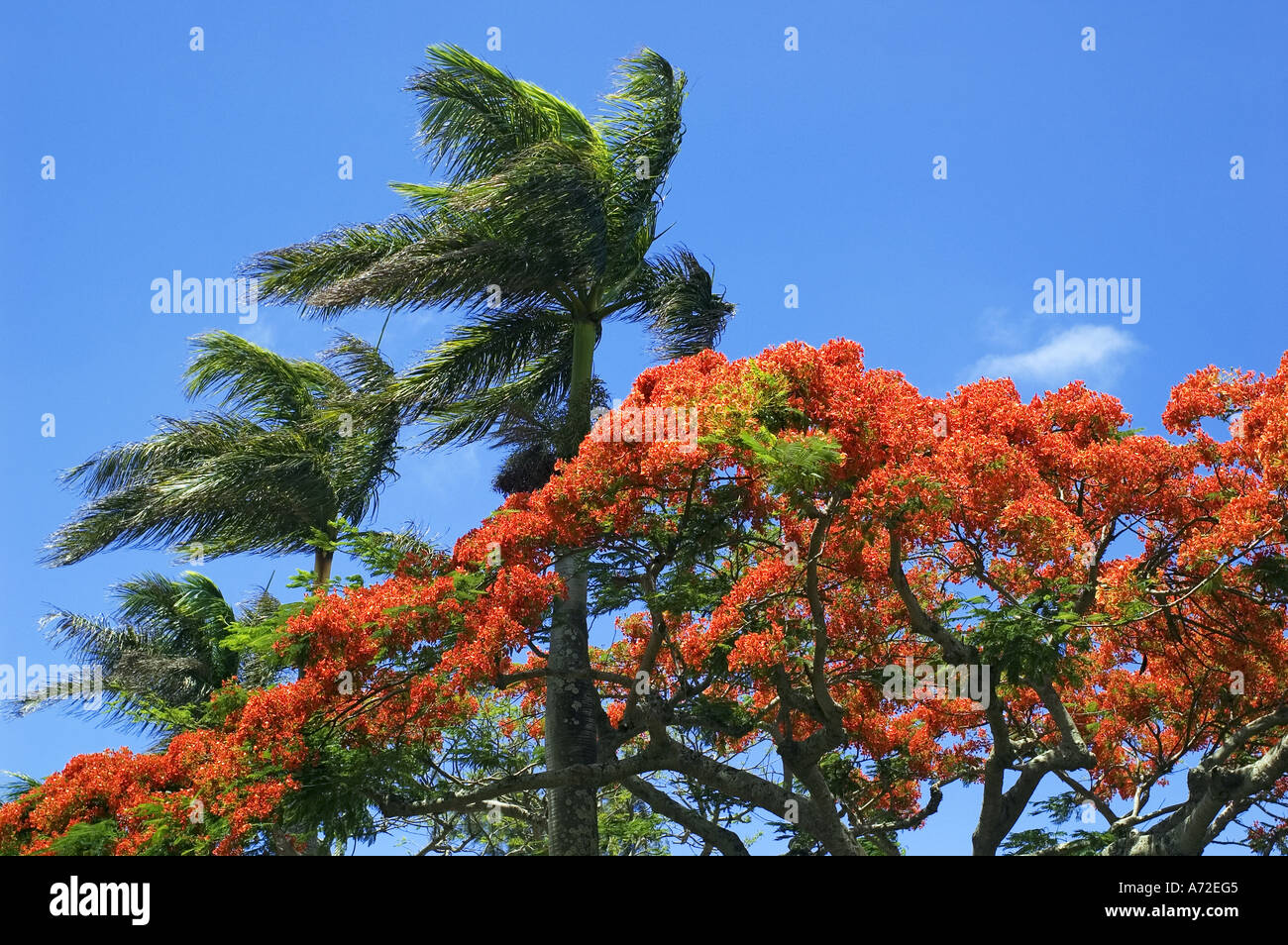 Mauritius flamboyant tree flame tree Banque de photographies et d ...