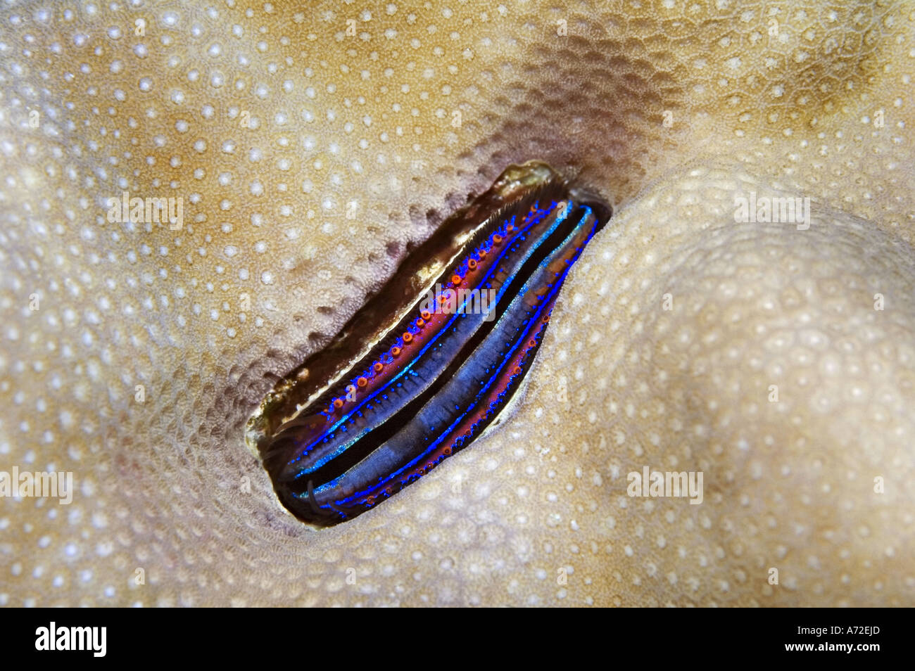 Pedum spondylium Banque de photographies et d’images à haute résolution ...