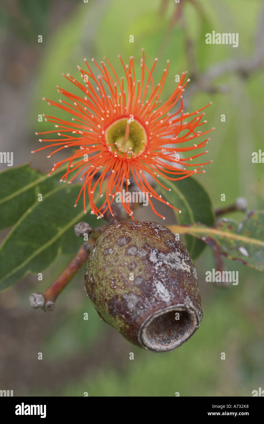 Gumnut tree Banque de photographies et d’images à haute résolution - Alamy