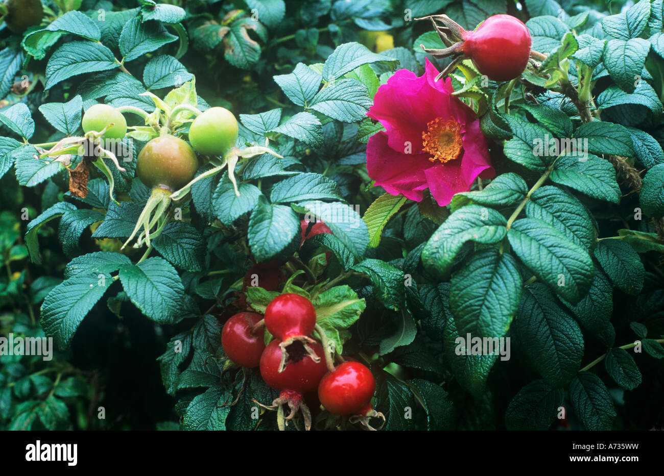 Rosa rubra Banque de photographies et d’images à haute résolution - Alamy