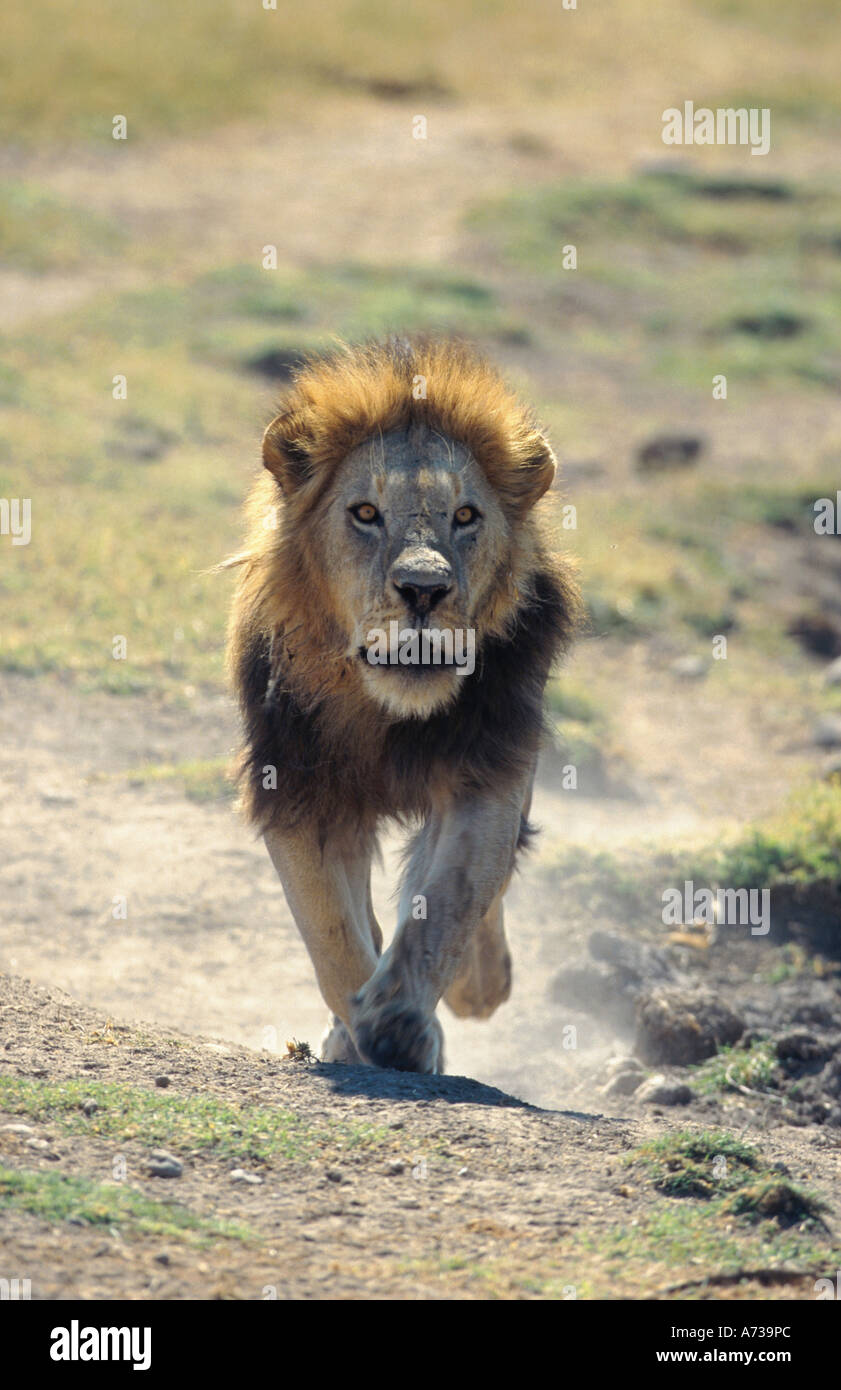Attaque lion Banque de photographies et d’images à haute résolution - Alamy